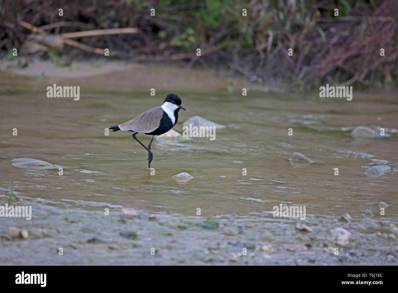 Spur-winged Lapwing (Vanellus spinosus Stock Photo - Alamy