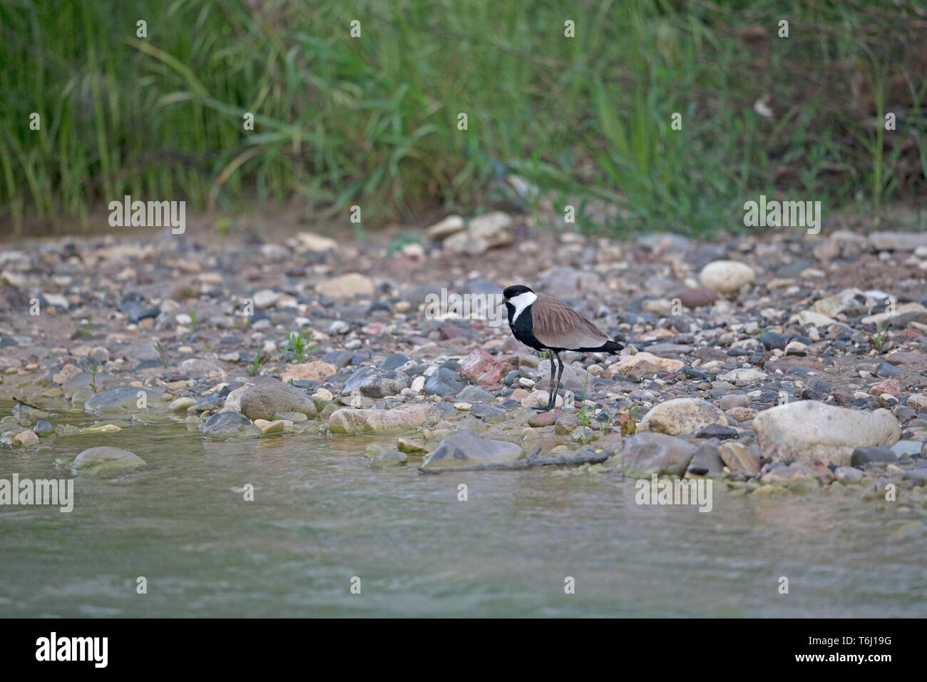Spur-winged Lapwing (Vanellus spinosus Stock Photo - Alamy