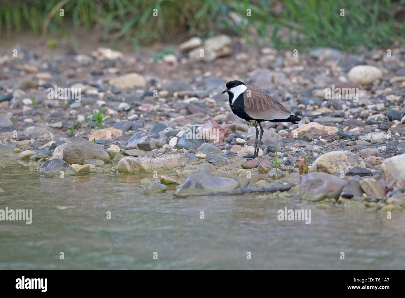 Spur-winged Lapwing (Vanellus spinosus Stock Photo - Alamy
