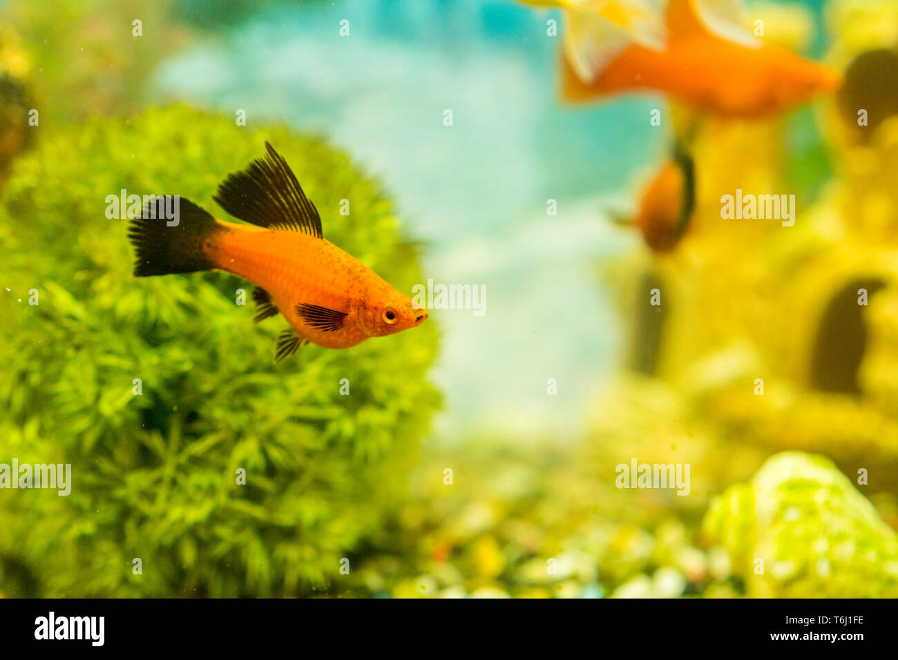 Tropical colorful fishes swimming in aquarium with plants. fish in ...