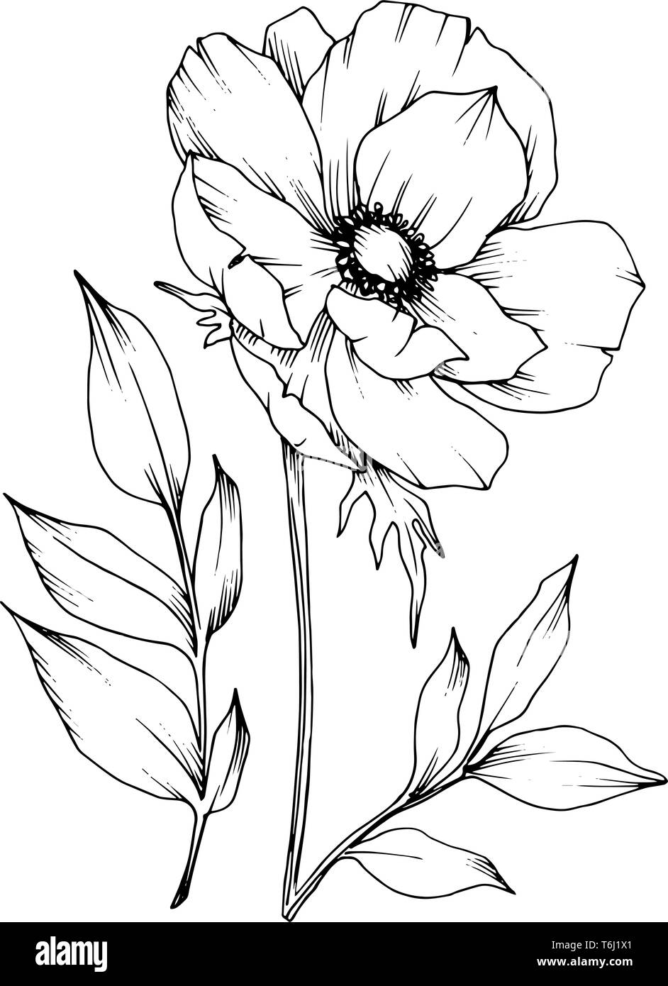 Anemone Flower Drawing