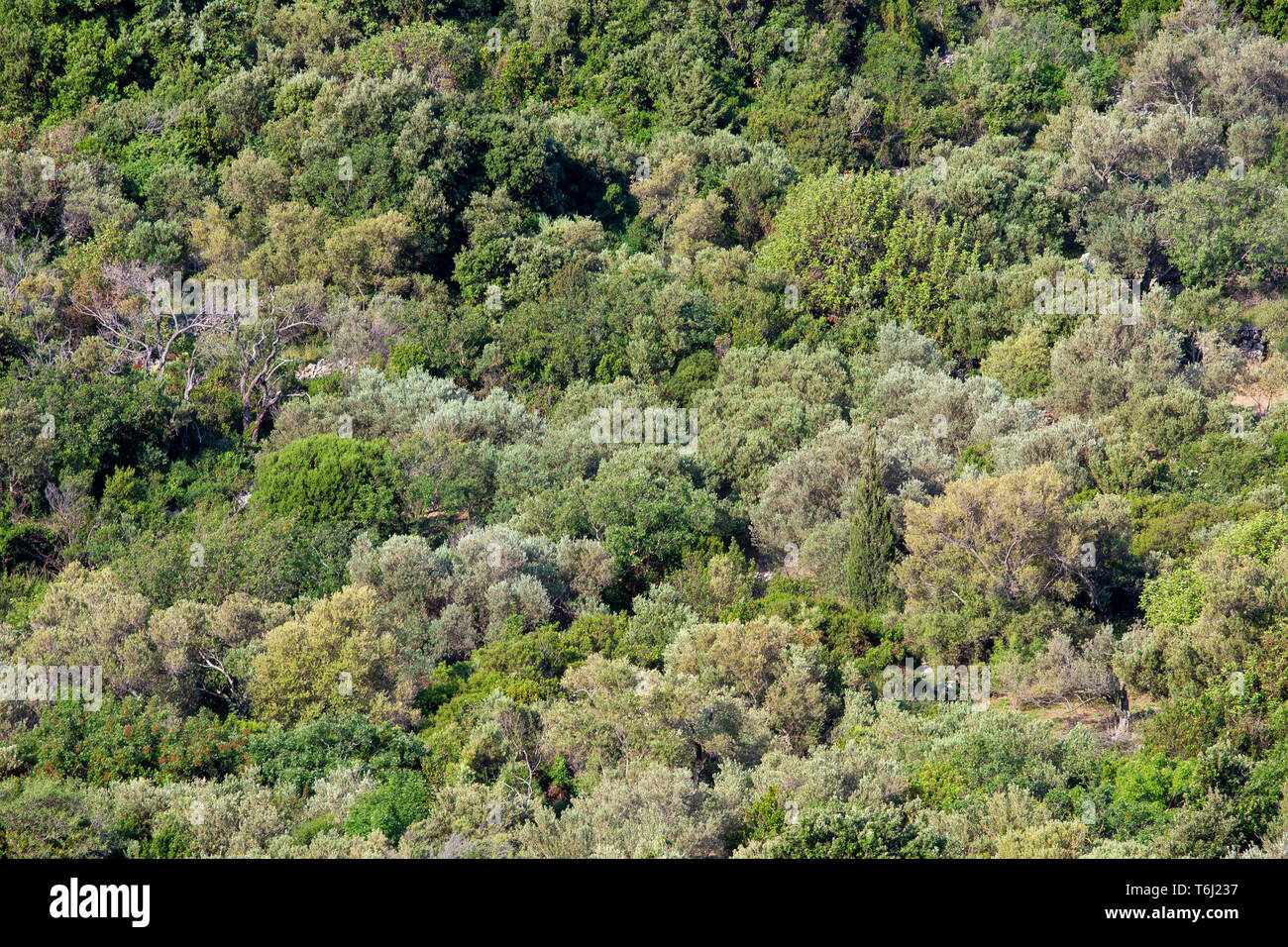 Mediterranean forest hi-res stock photography and images - Alamy