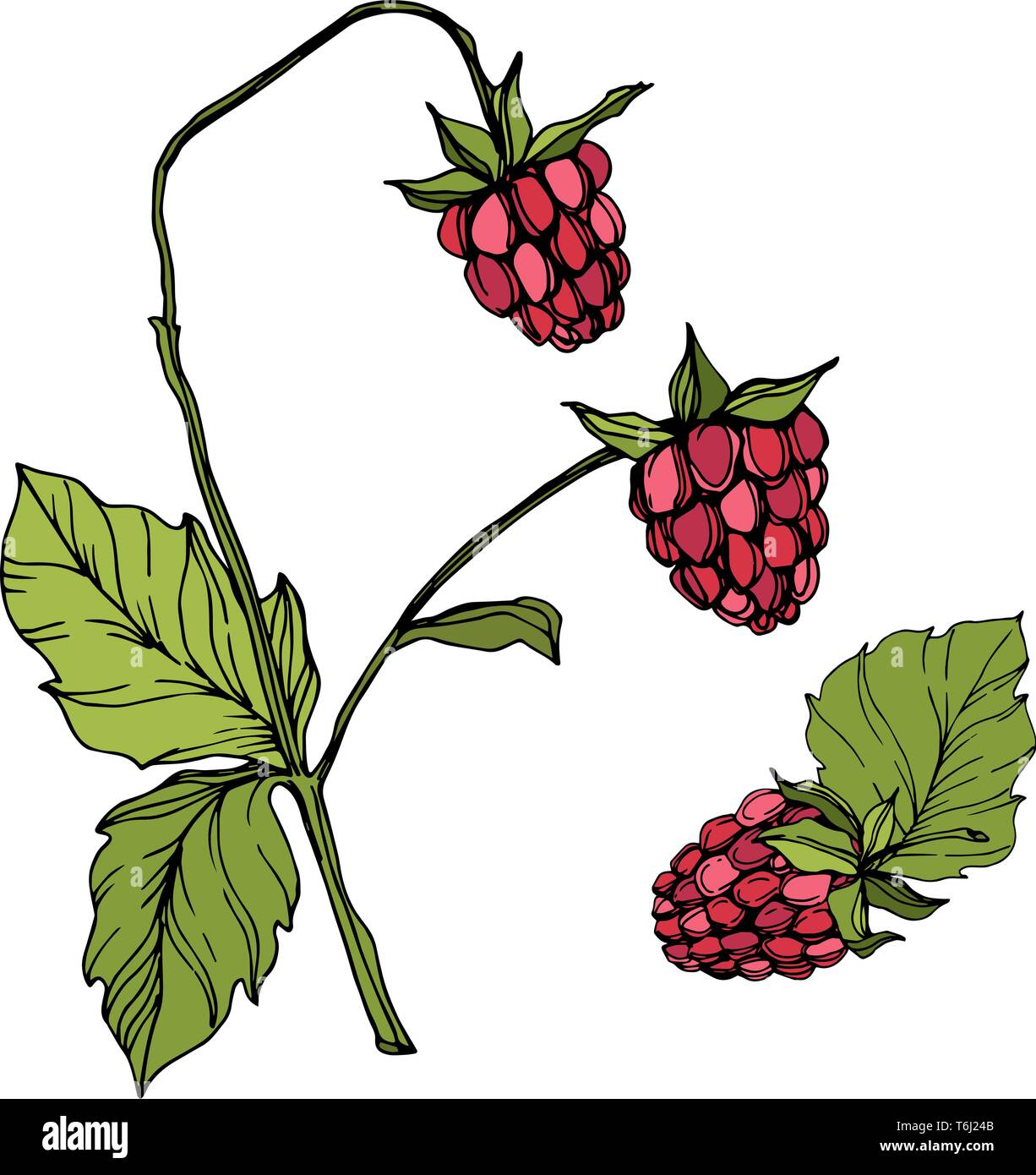 Vector Raspberry healthy food isolated. Red and green engraved ink art ...