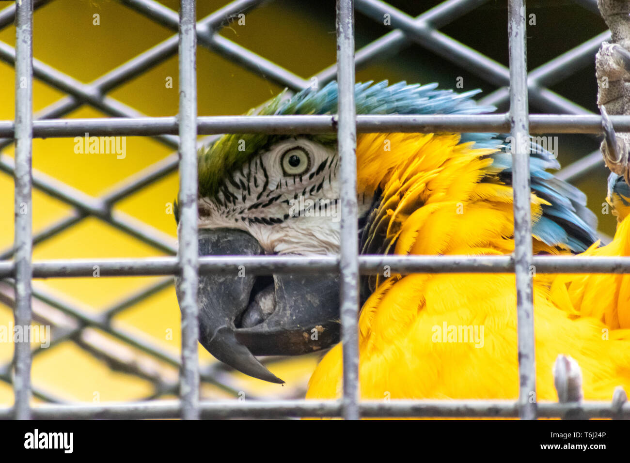 Blue bird cage hi-res stock photography and images - Alamy
