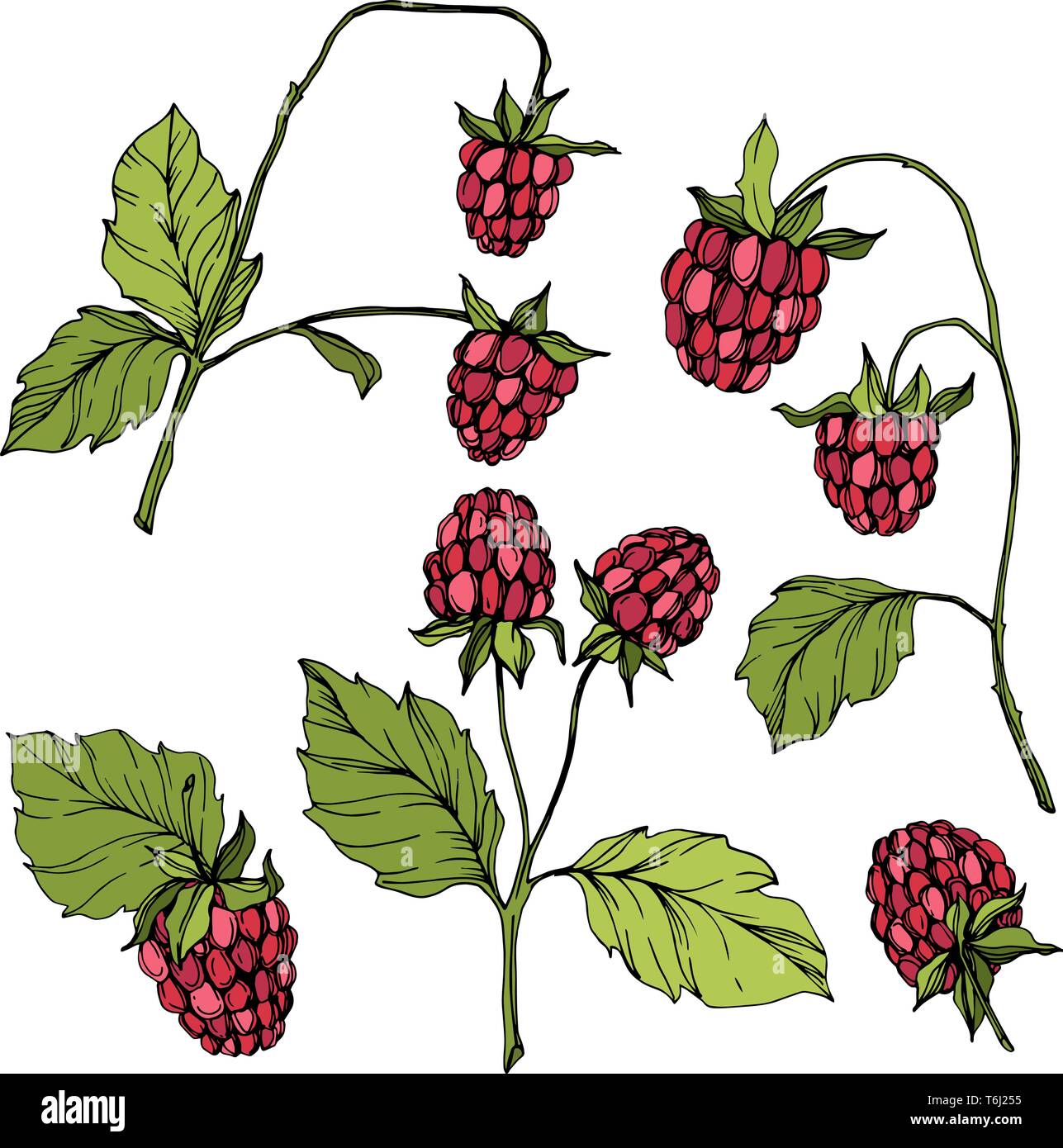 Vector Raspberry healthy food isolated. Red and green engraved ink art ...