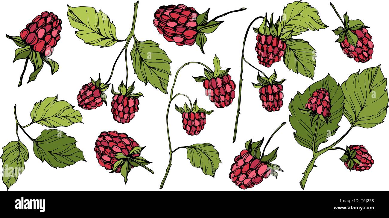 Vector Raspberry healthy food isolated. Red and green engraved ink art ...