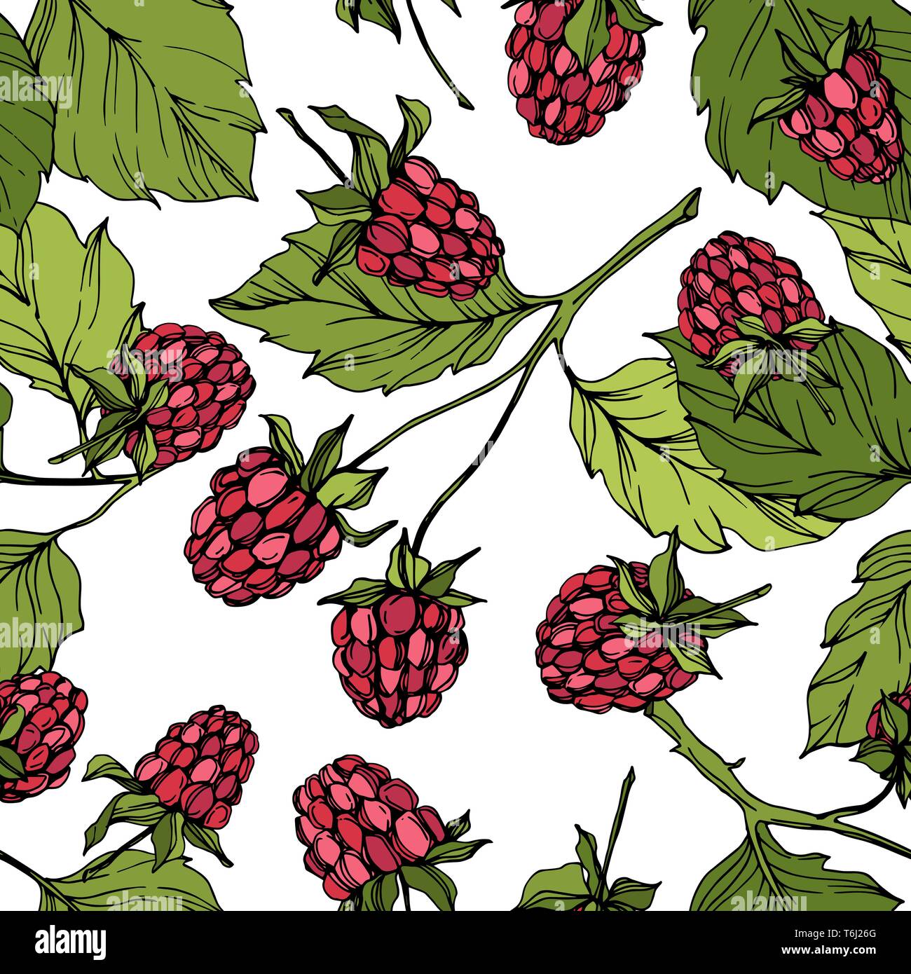 Vector Raspberry healthy food isolated. Red and green engraved ink art ...