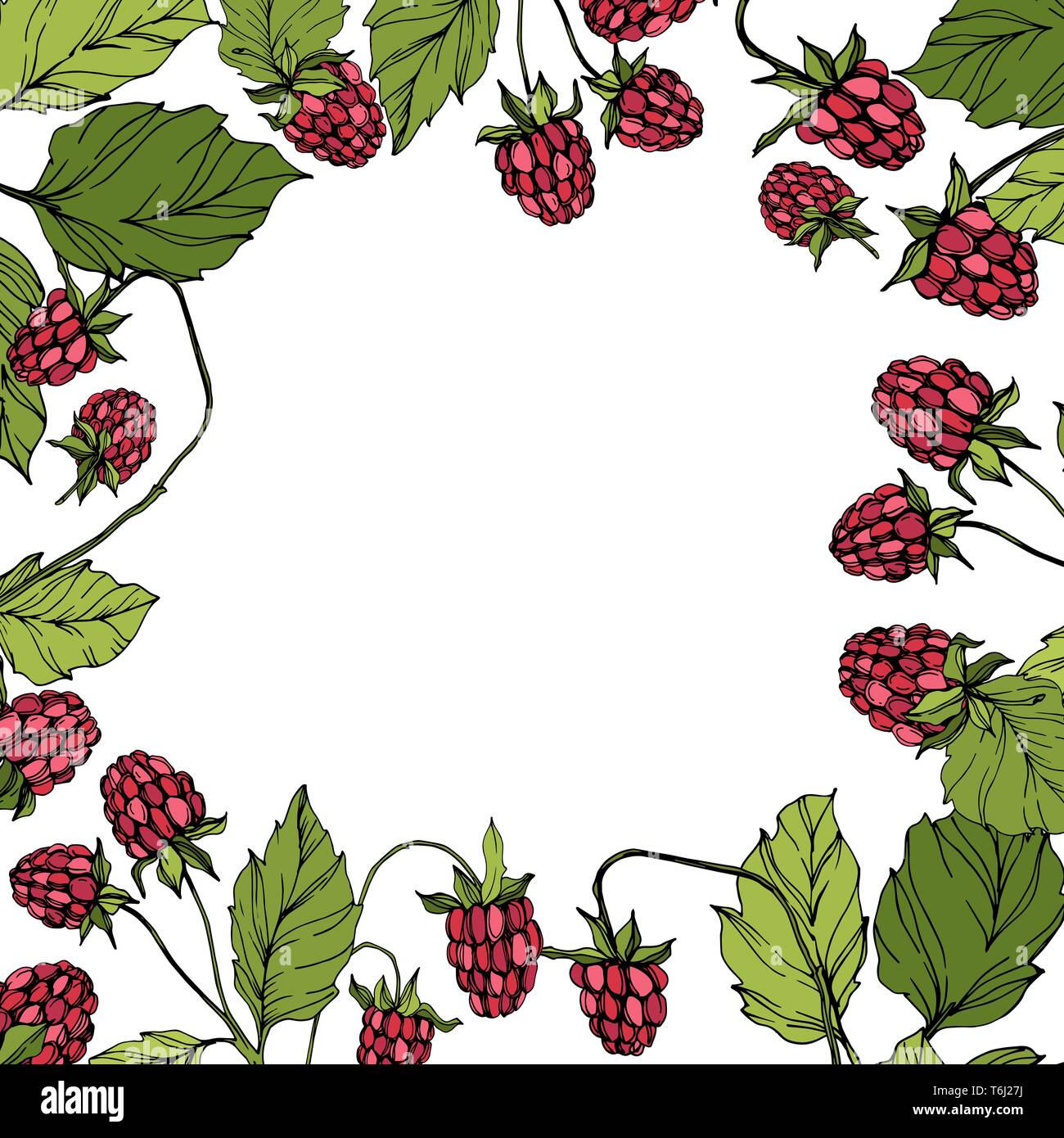 Vector Raspberry healthy food isolated. Red and green engraved ink art ...