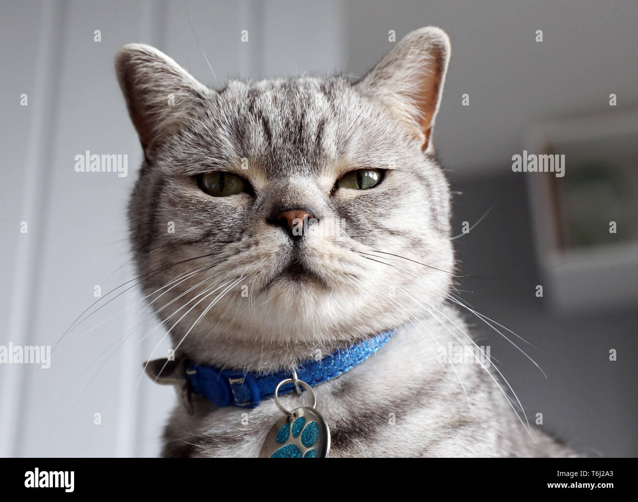 Pic shows: Wilson a British Silver Shorthair pedigree cat pic by Gavin ...