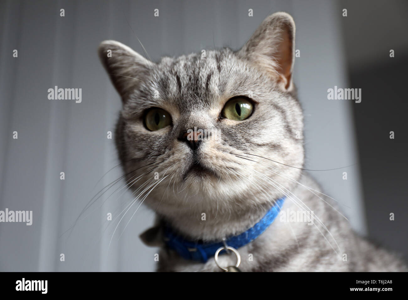 Pic shows: Wilson a British Silver Shorthair pedigree cat pic by Gavin ...