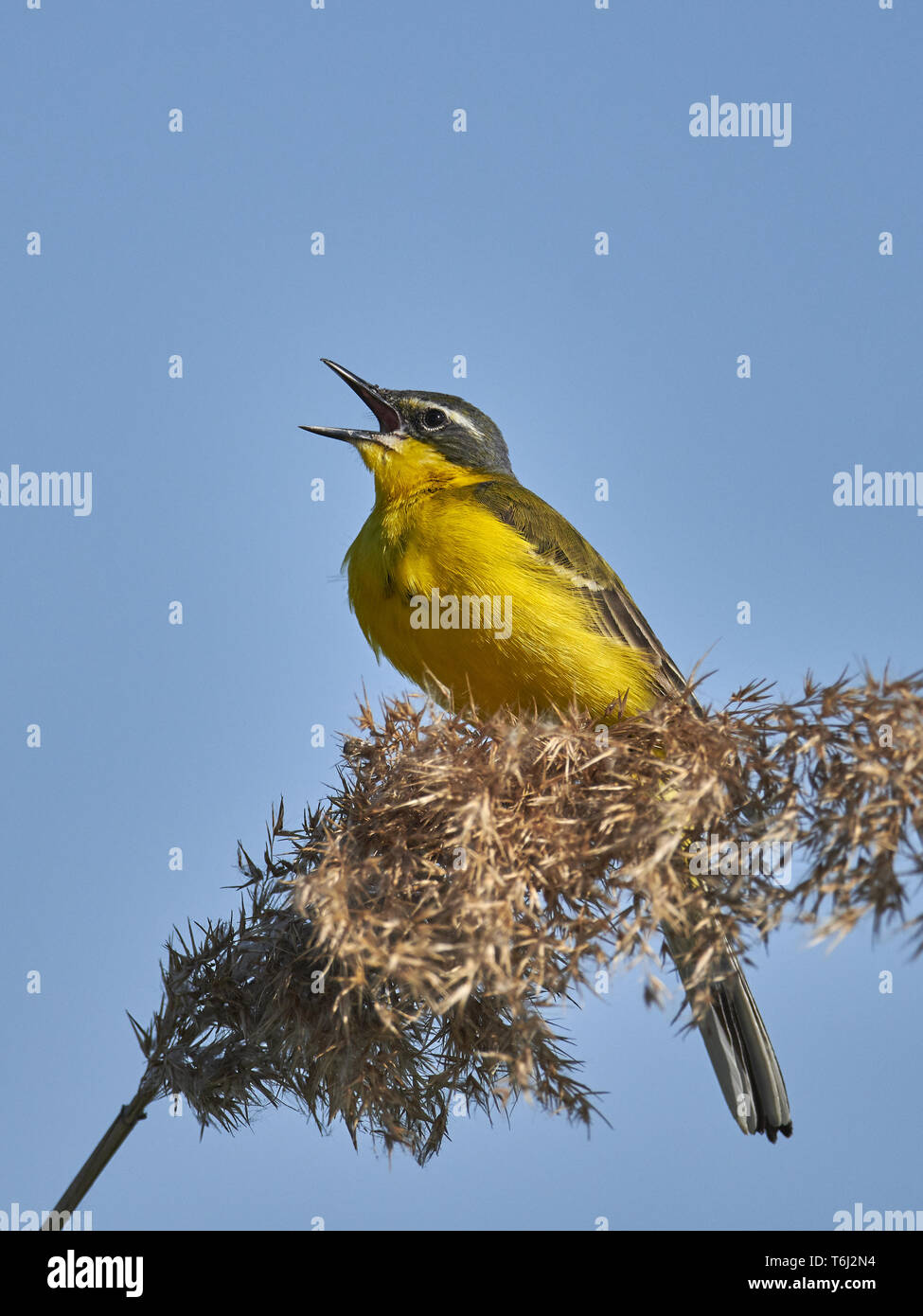 Blue headed yellow wagtails hi-res stock photography and images - Alamy