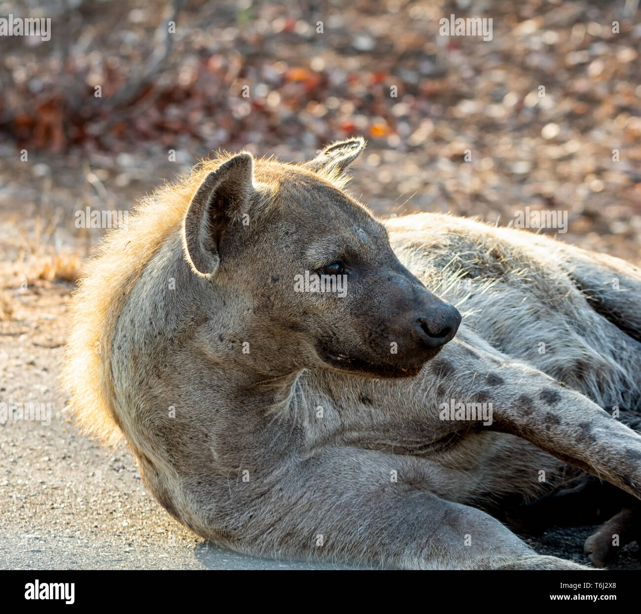 Spotted Hyena Female