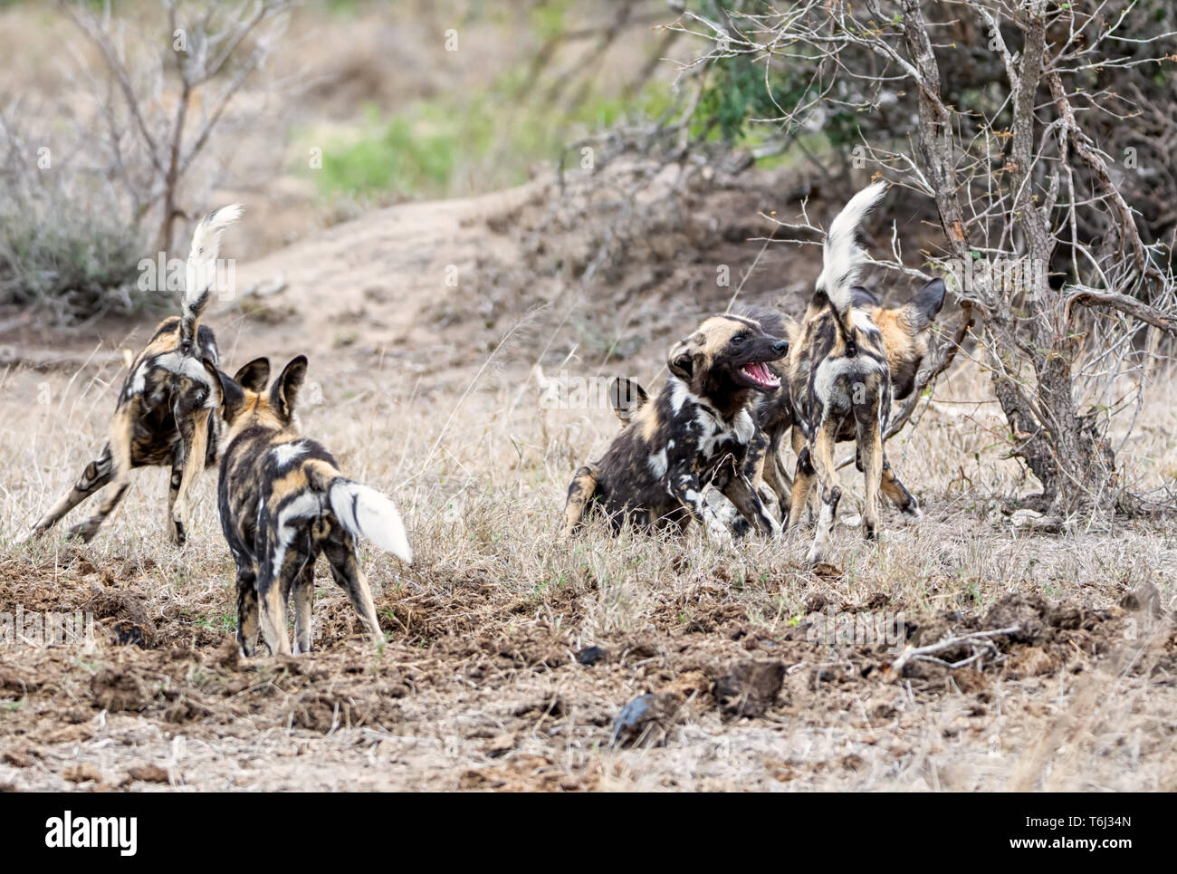 African Wild Dogs playing in Southern african savanna Stock Photo - Alamy