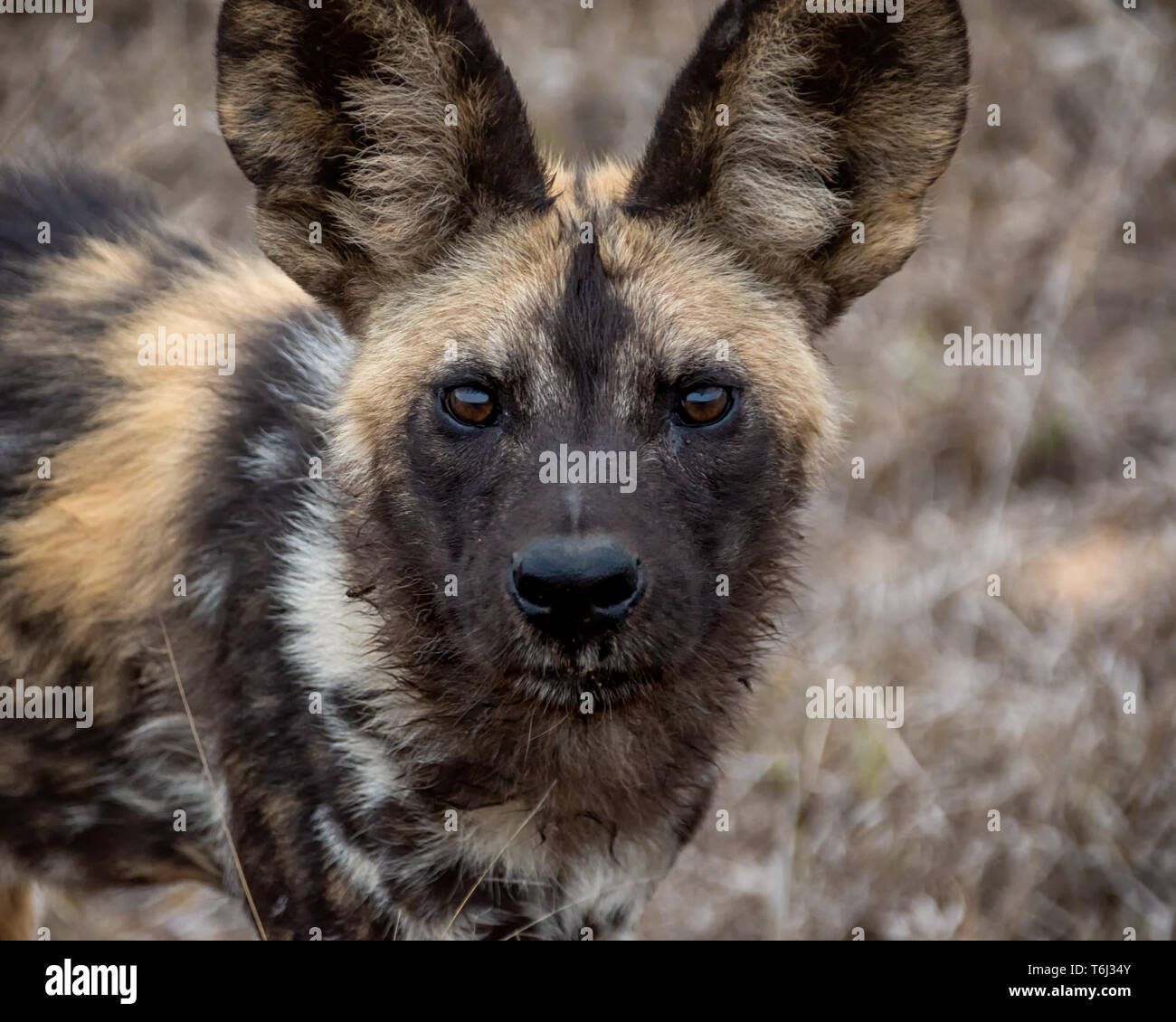 African Bush Dog High Resolution Stock Photography and Images - Alamy