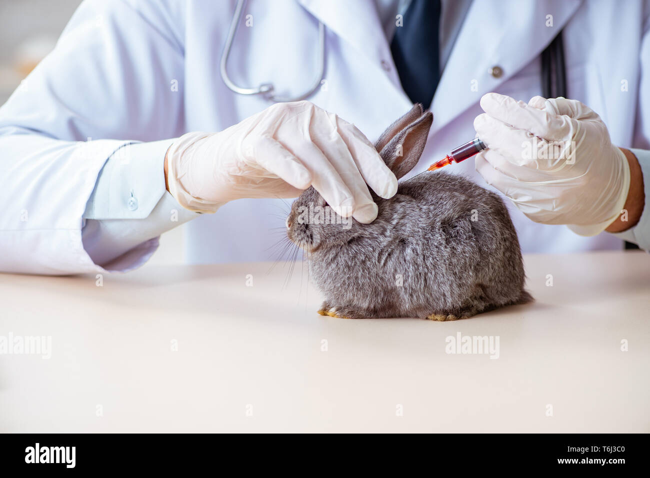 Vet doctor checking up rabbit in his clinic Stock Photo - Alamy