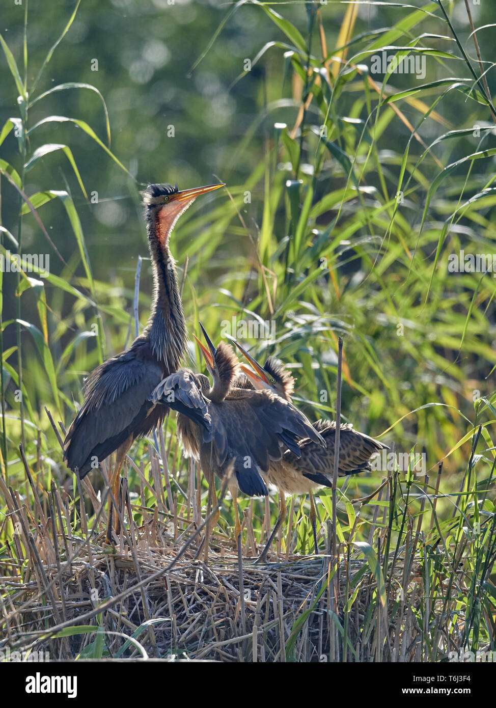Purple Heron, Ardea purpurea, in hungary, europe Stock Photo - Alamy