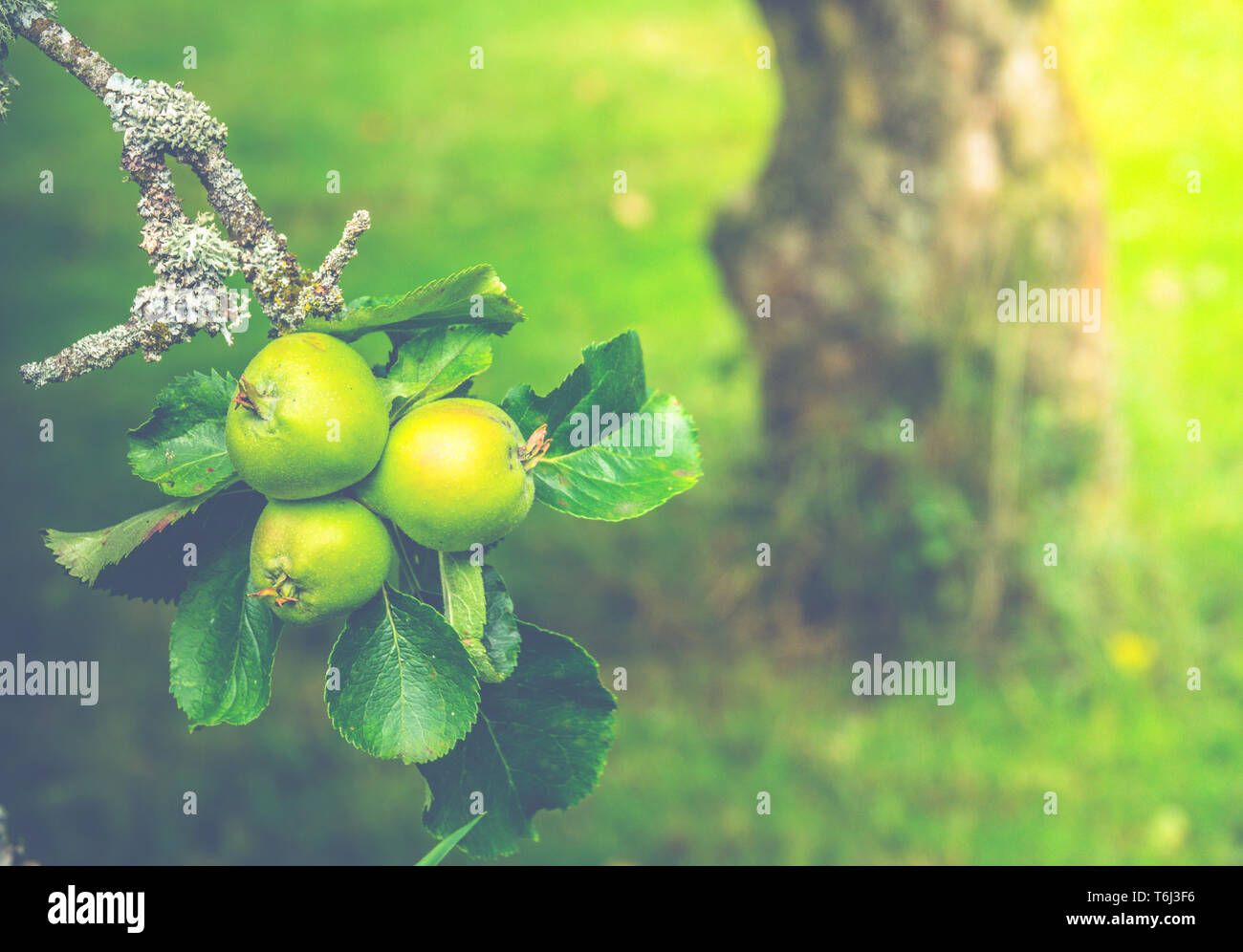 Apple Tree In Summer Stock Photo - Alamy