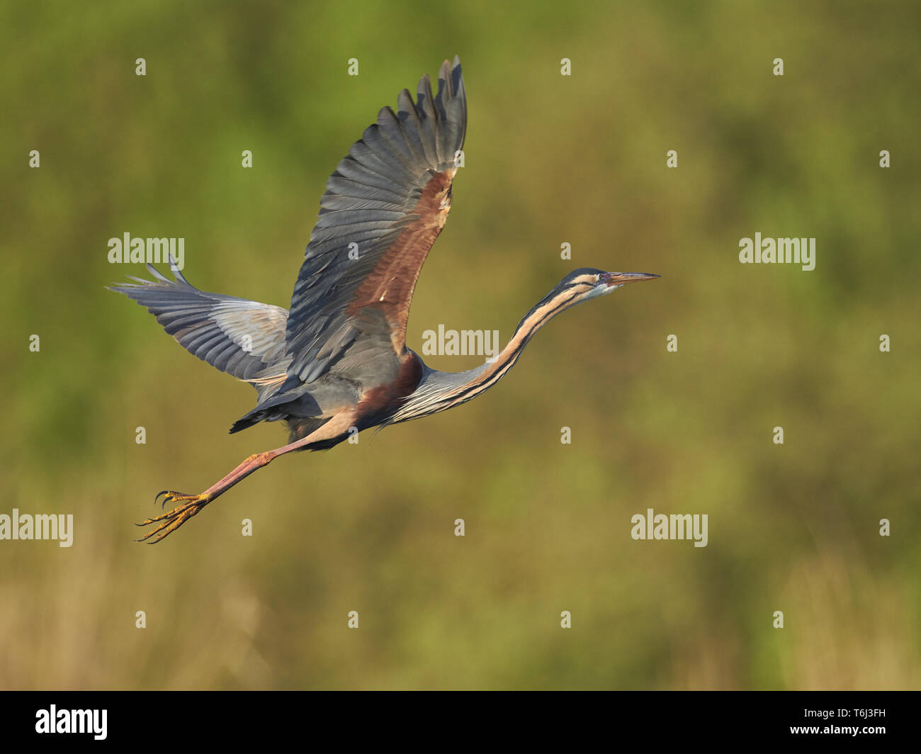 Purple Heron, Ardea purpurea, in hungary, europe Stock Photo - Alamy