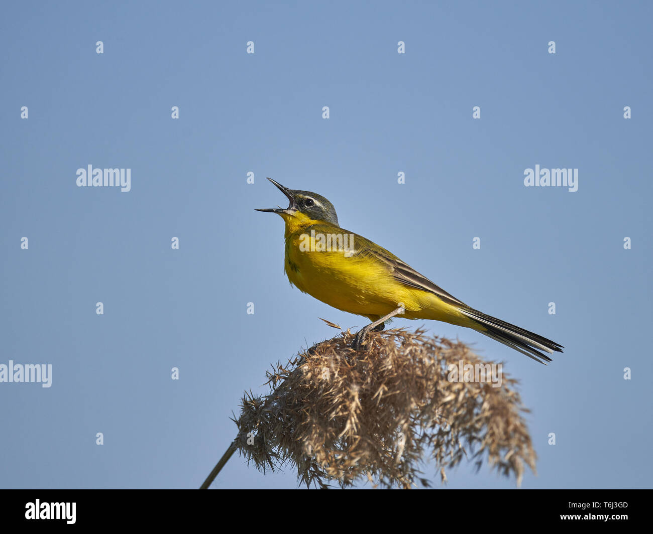 Blue Headed Yellow Wagtails High Resolution Stock Photography and ...