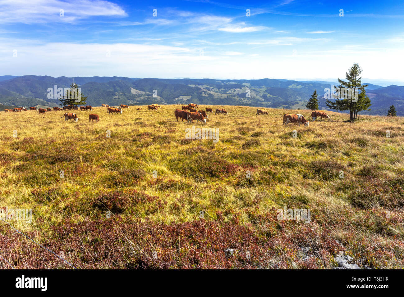 grazing cows on the hilltop of the mountain Belchen, High Black Forest ...