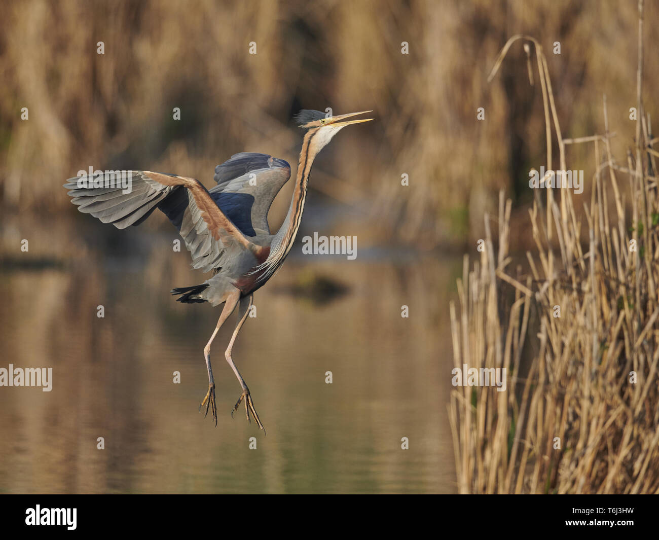 Purple Heron, Ardea purpurea, in hungary, europe Stock Photo - Alamy