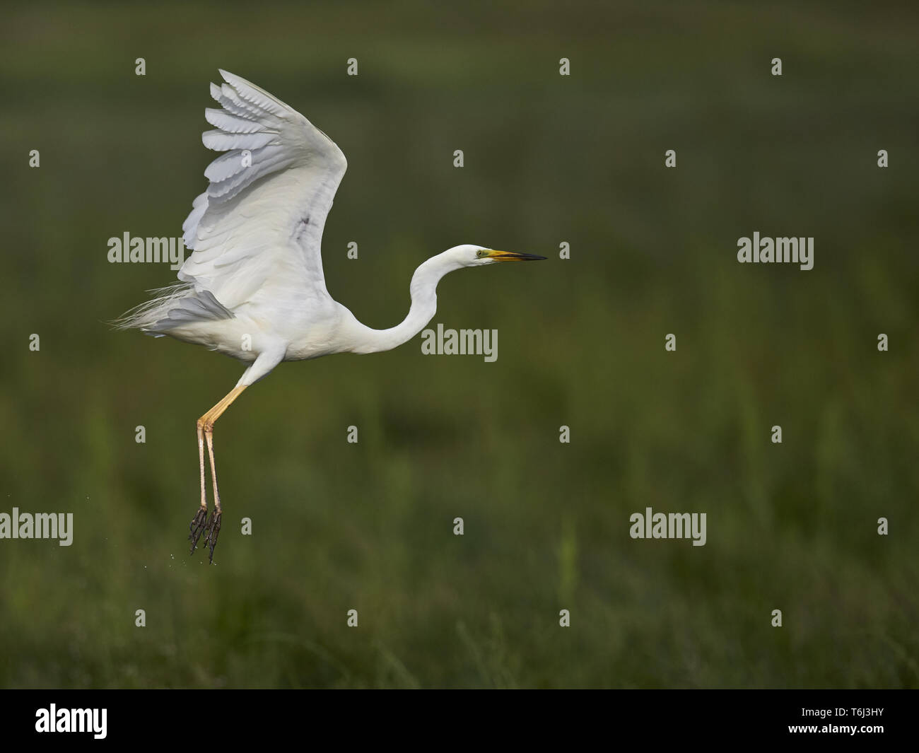 Great egret, Adrea Alba Stock Photo - Alamy