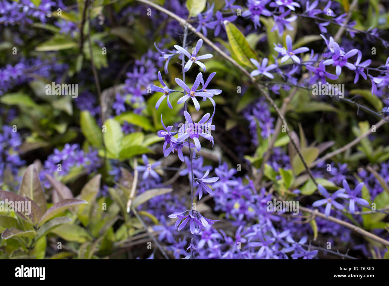 Petrea volubilis with purple decorative flowers in garden Stock Photo ...