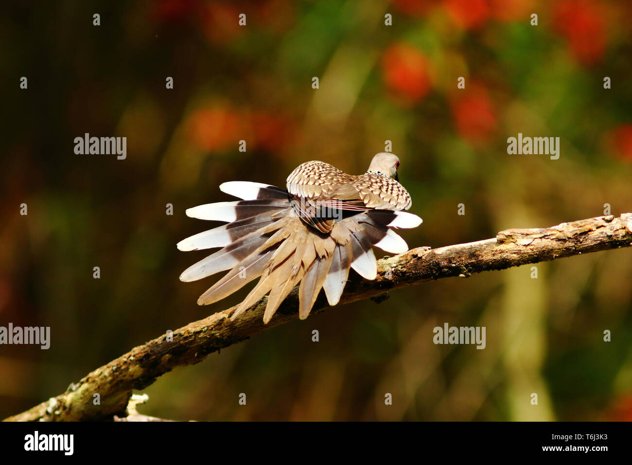Fan tailed dove hi-res stock photography and images - Alamy
