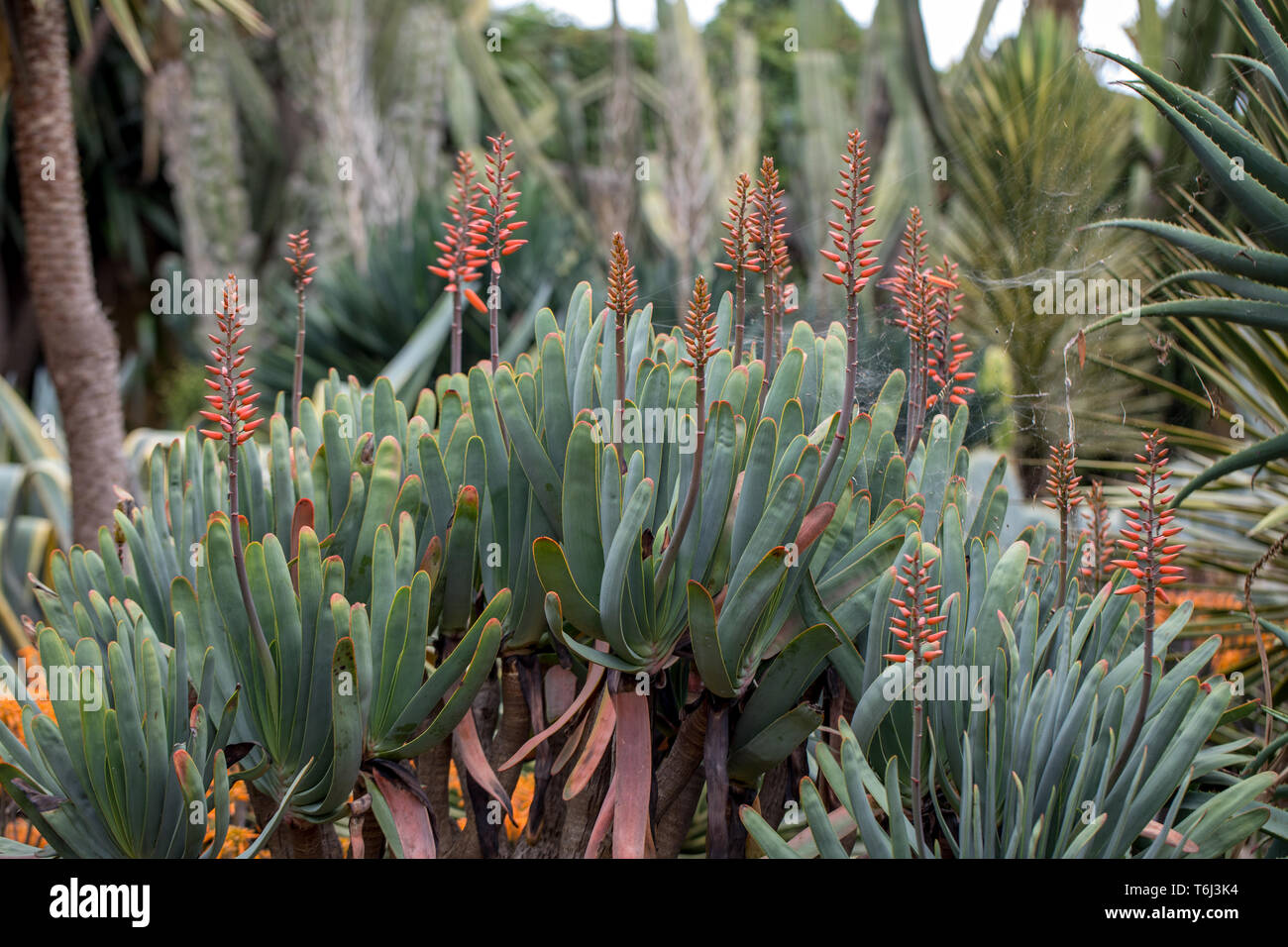 Aloe plant in bloom. Spectacular tall bright orange tubular flower ...