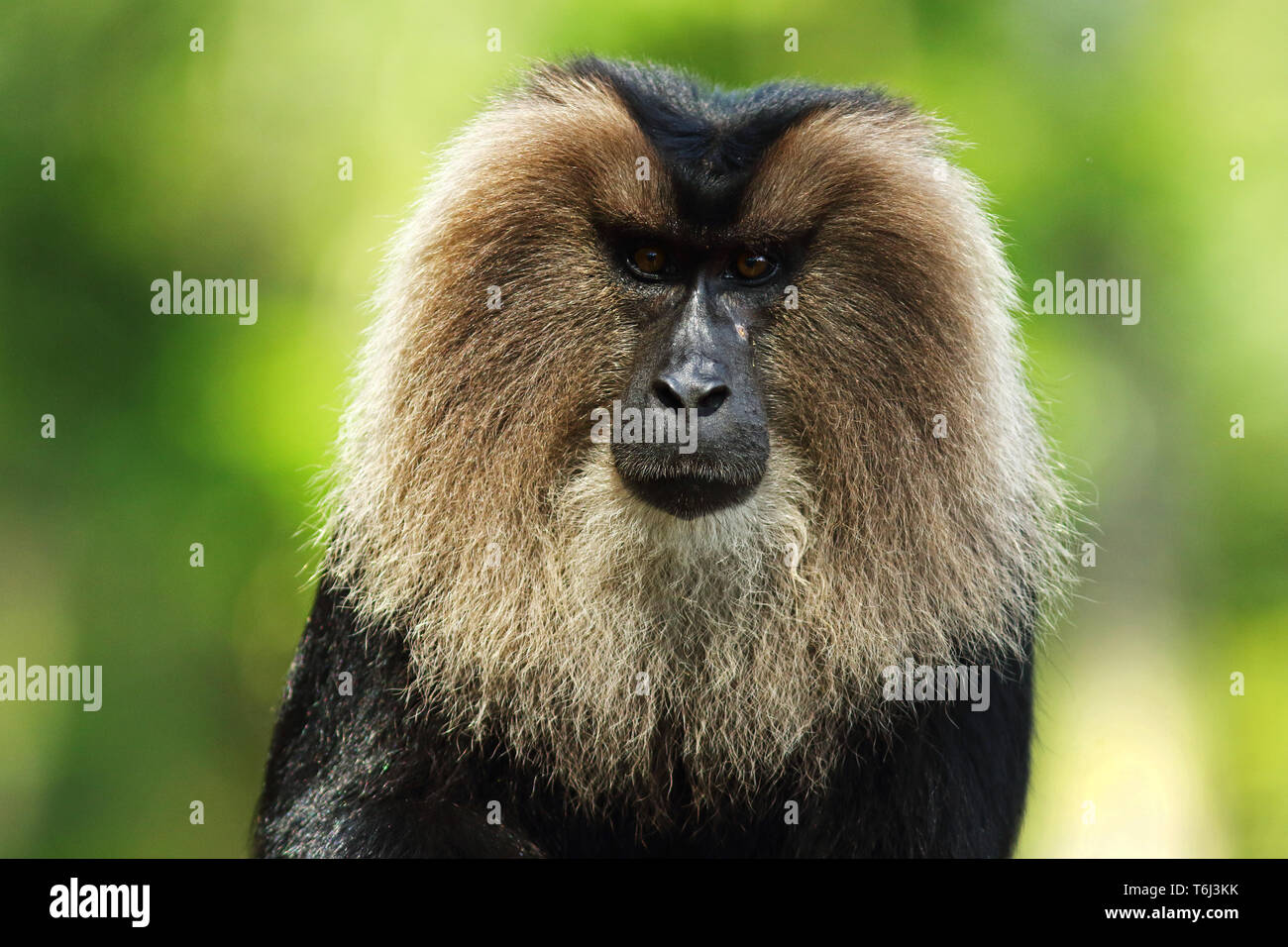 Lion tailed macaque Stock Photo - Alamy