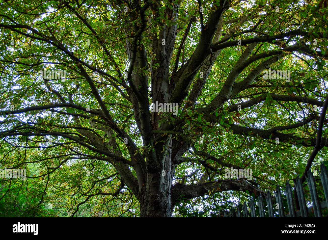 Barnet London England High Resolution Stock Photography and Images - Alamy