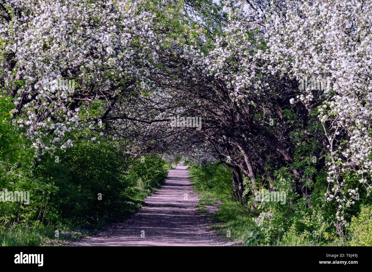 Arch of branches hi-res stock photography and images - Alamy