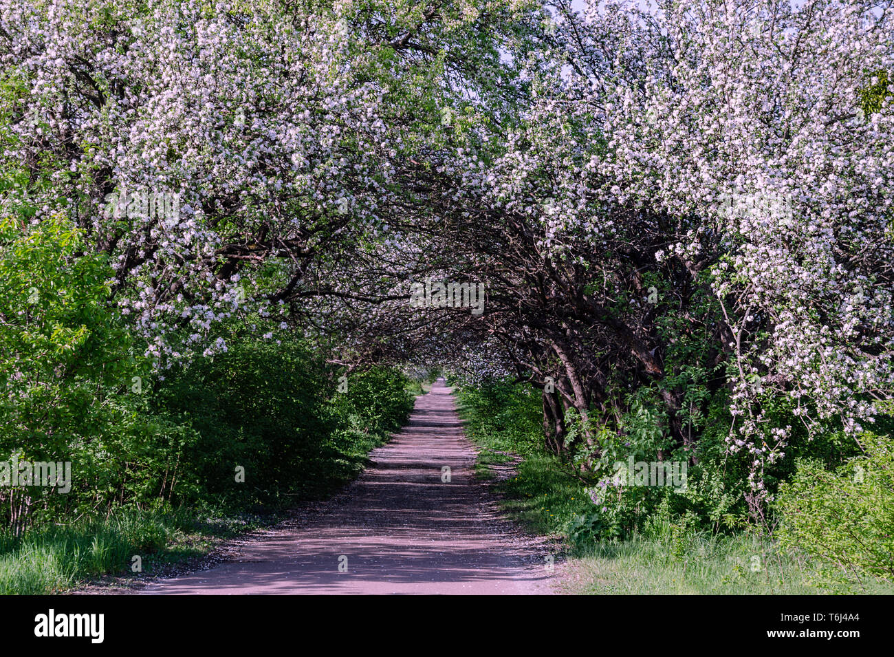 Arch of branches hi-res stock photography and images - Alamy