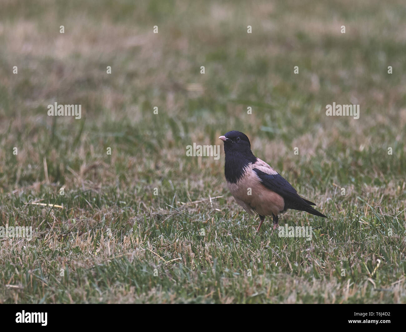 Rosy starling, Pastor roseus Stock Photo - Alamy