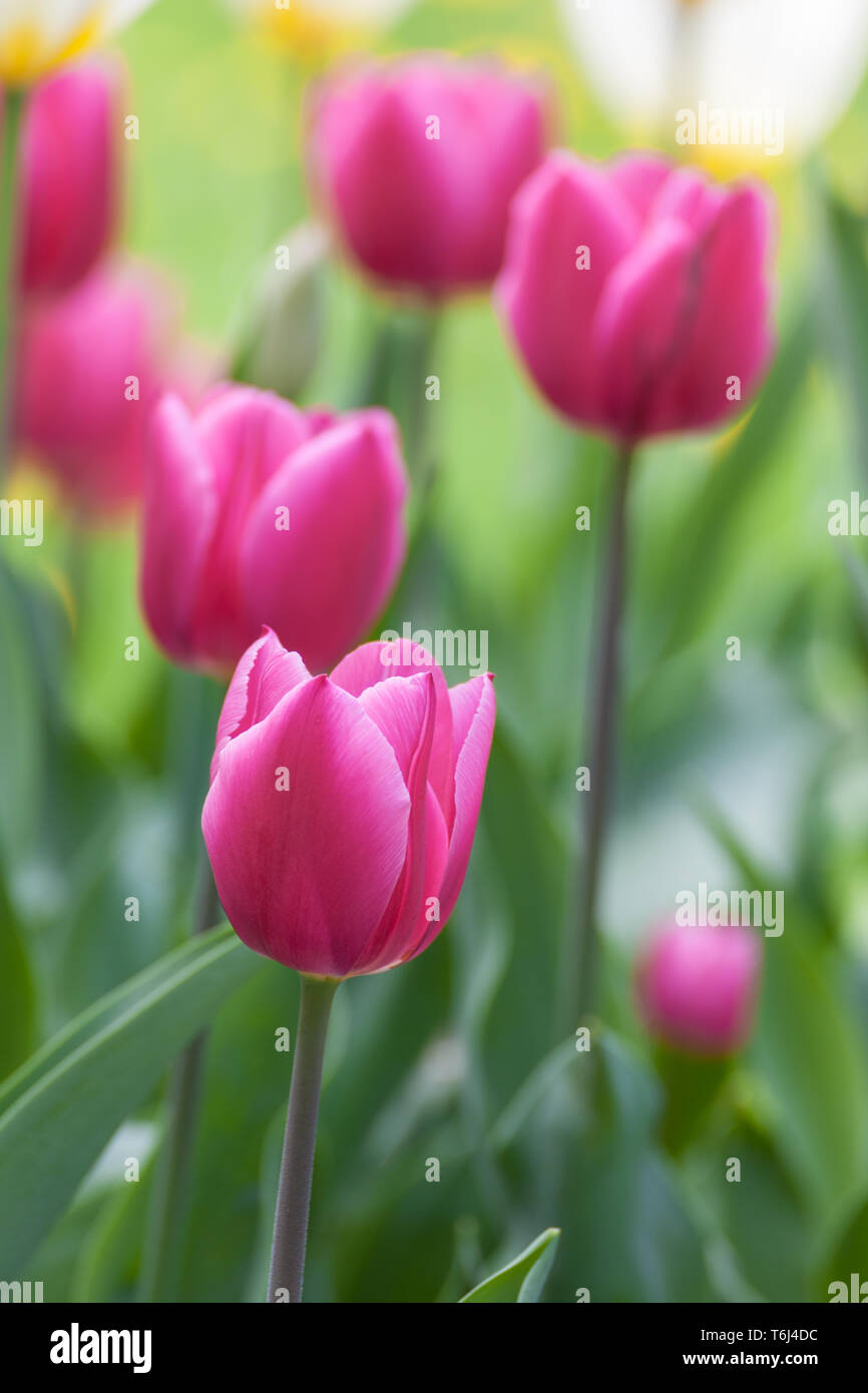 Many beautiful tulips with different colours in the garden Stock Photo ...