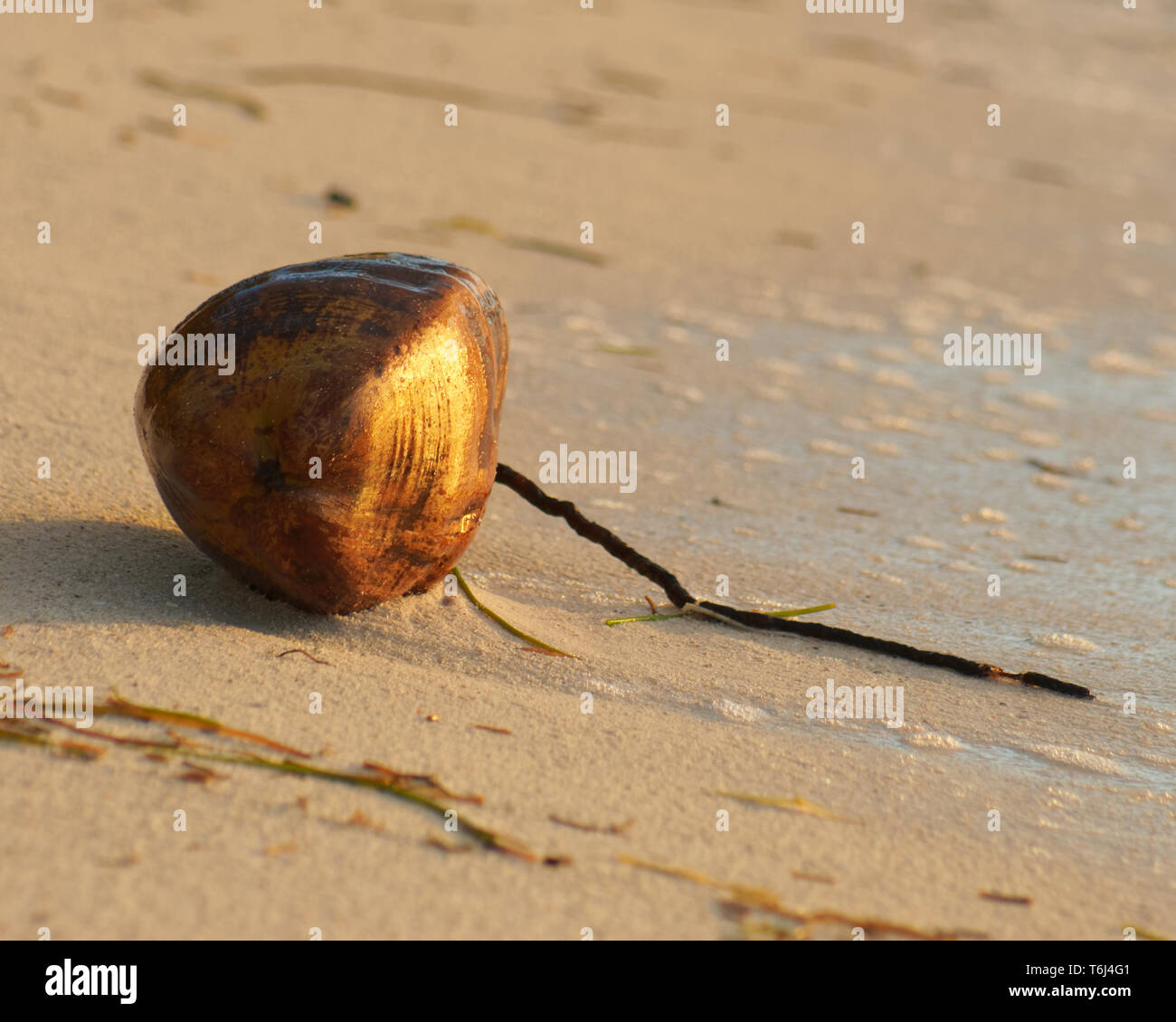 Large coconut hi-res stock photography and images - Alamy