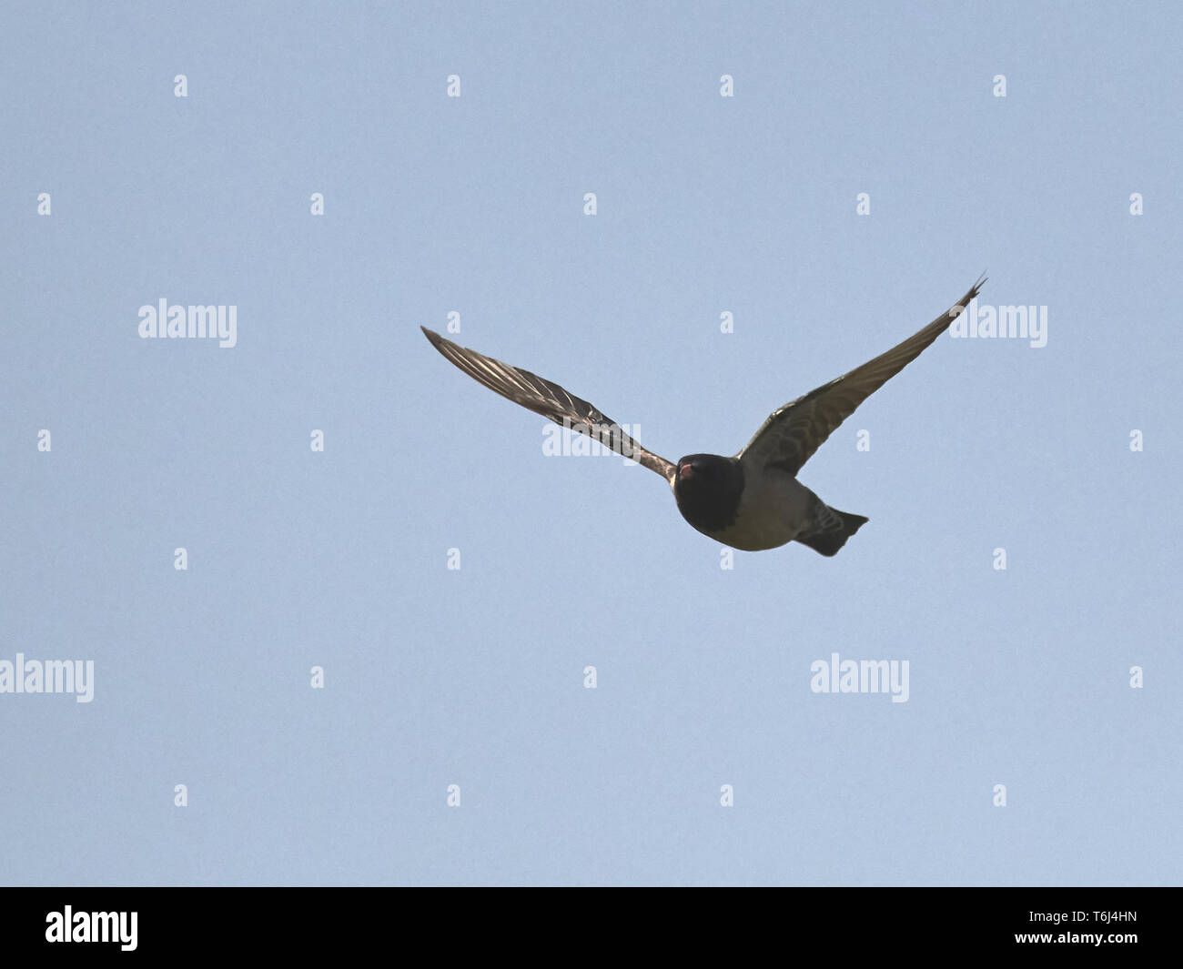 Rosy starling, Pastor roseus Stock Photo - Alamy
