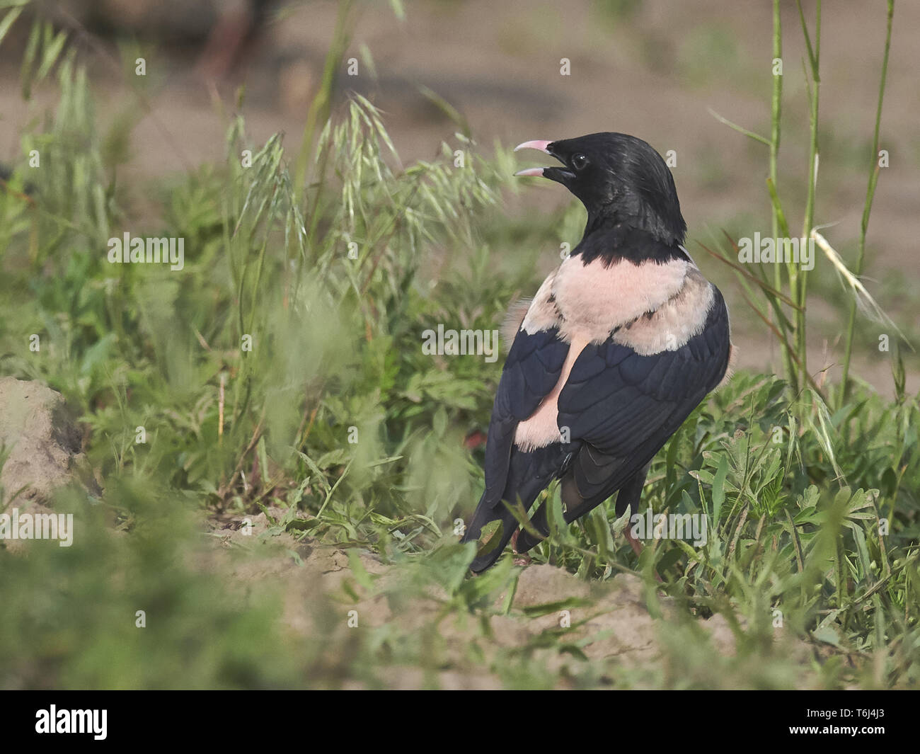 Rosy starling, Pastor roseus Stock Photo - Alamy
