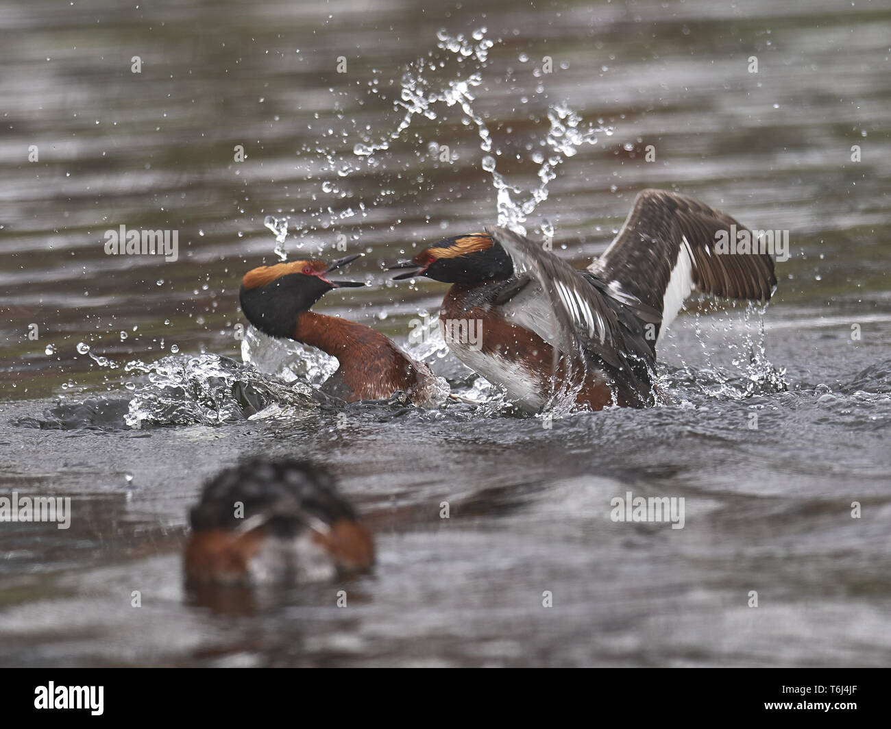 Horned grebes podiceps auritus hi-res stock photography and images - Alamy