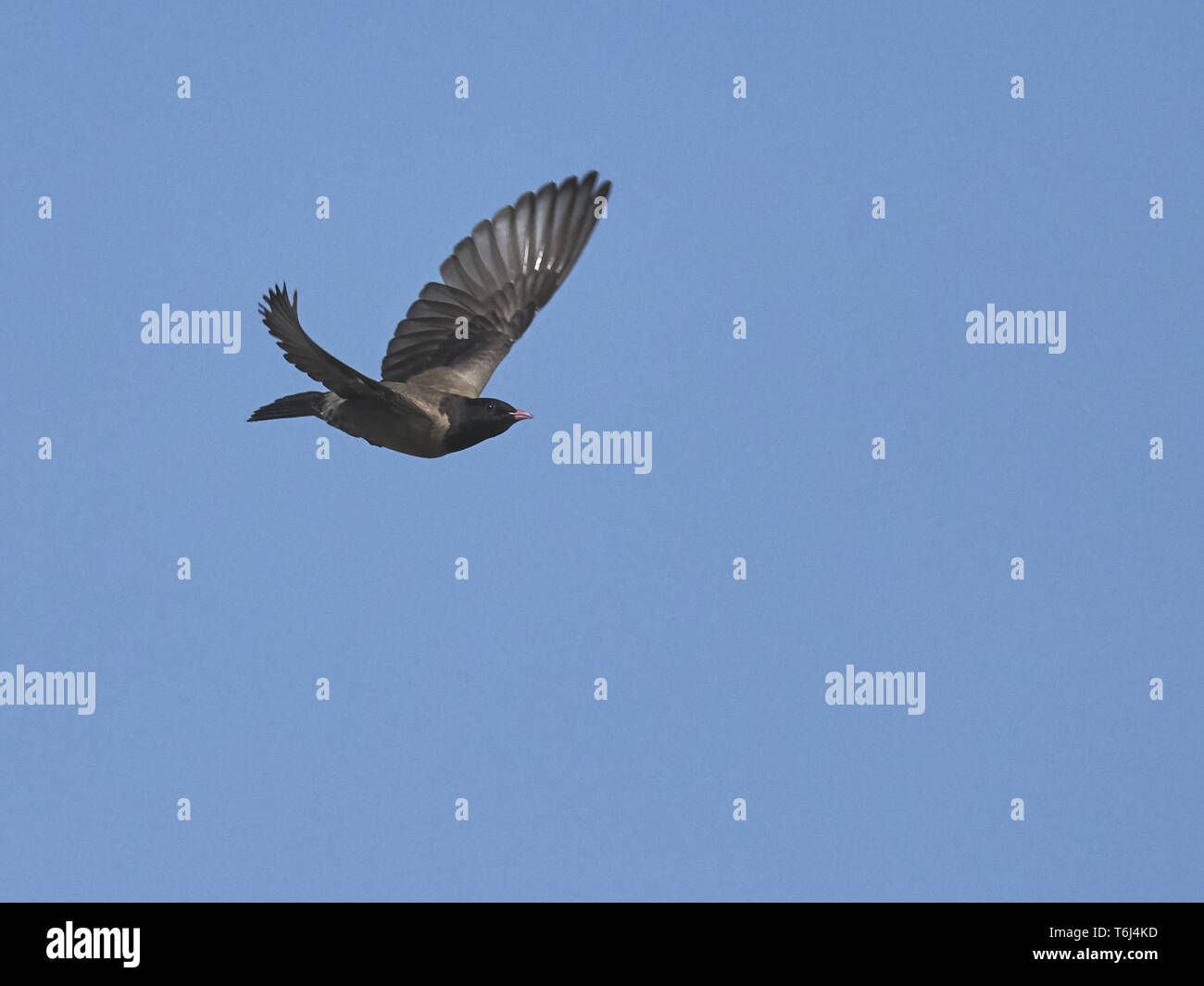 Rosy starling, Pastor roseus Stock Photo - Alamy