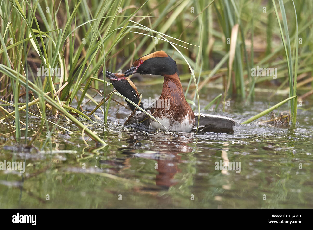 Horned grebes podiceps auritus hi-res stock photography and images - Alamy