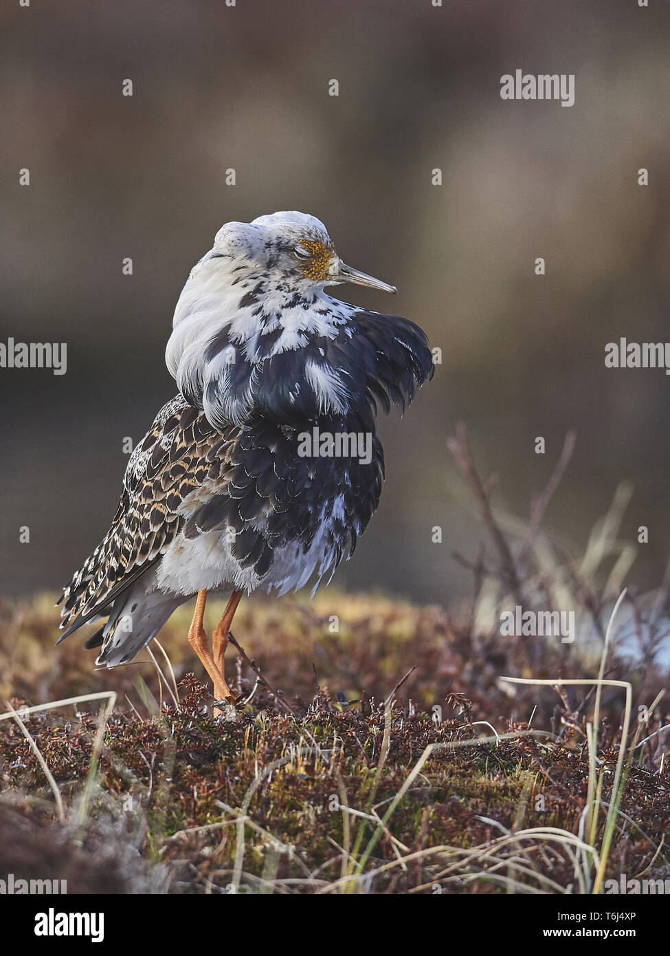 Ruff (Calidris pugnax), Europe Stock Photo - Alamy