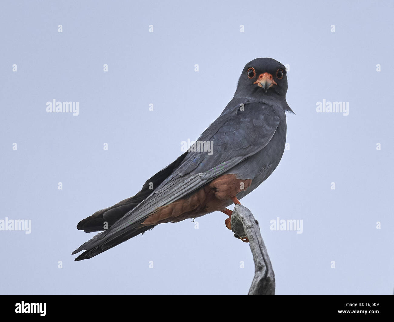 red-footed falcon [Falco vespertinus] Stock Photo - Alamy
