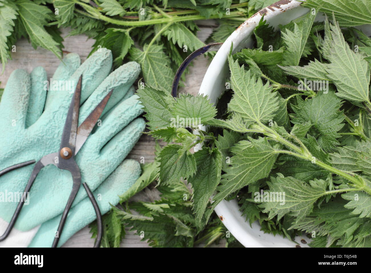 Urtica dioica. Freshly gathered stinging nettles in metal colander for ...