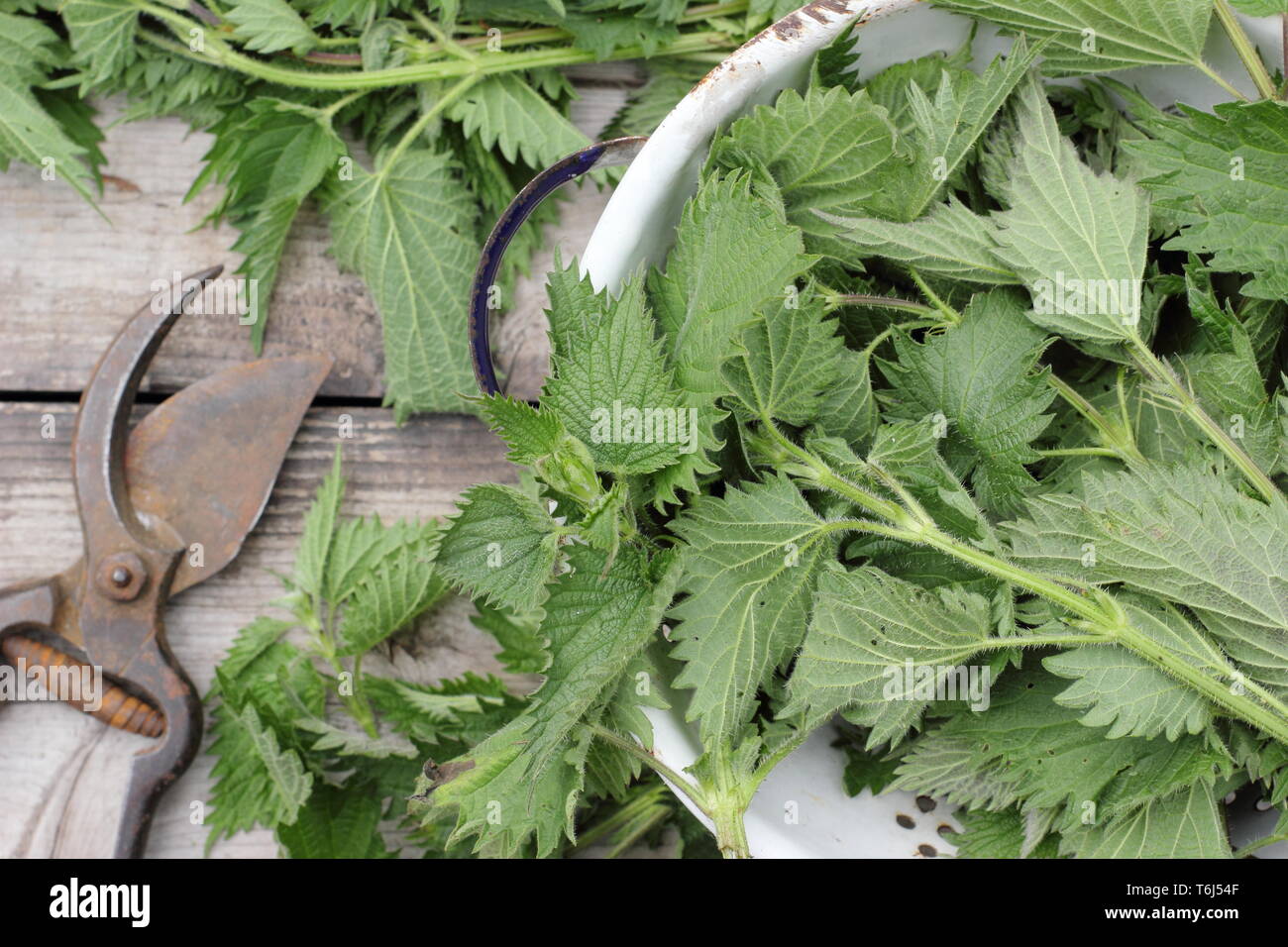Urtica dioica. Freshly gathered stinging nettles in metal colander for ...