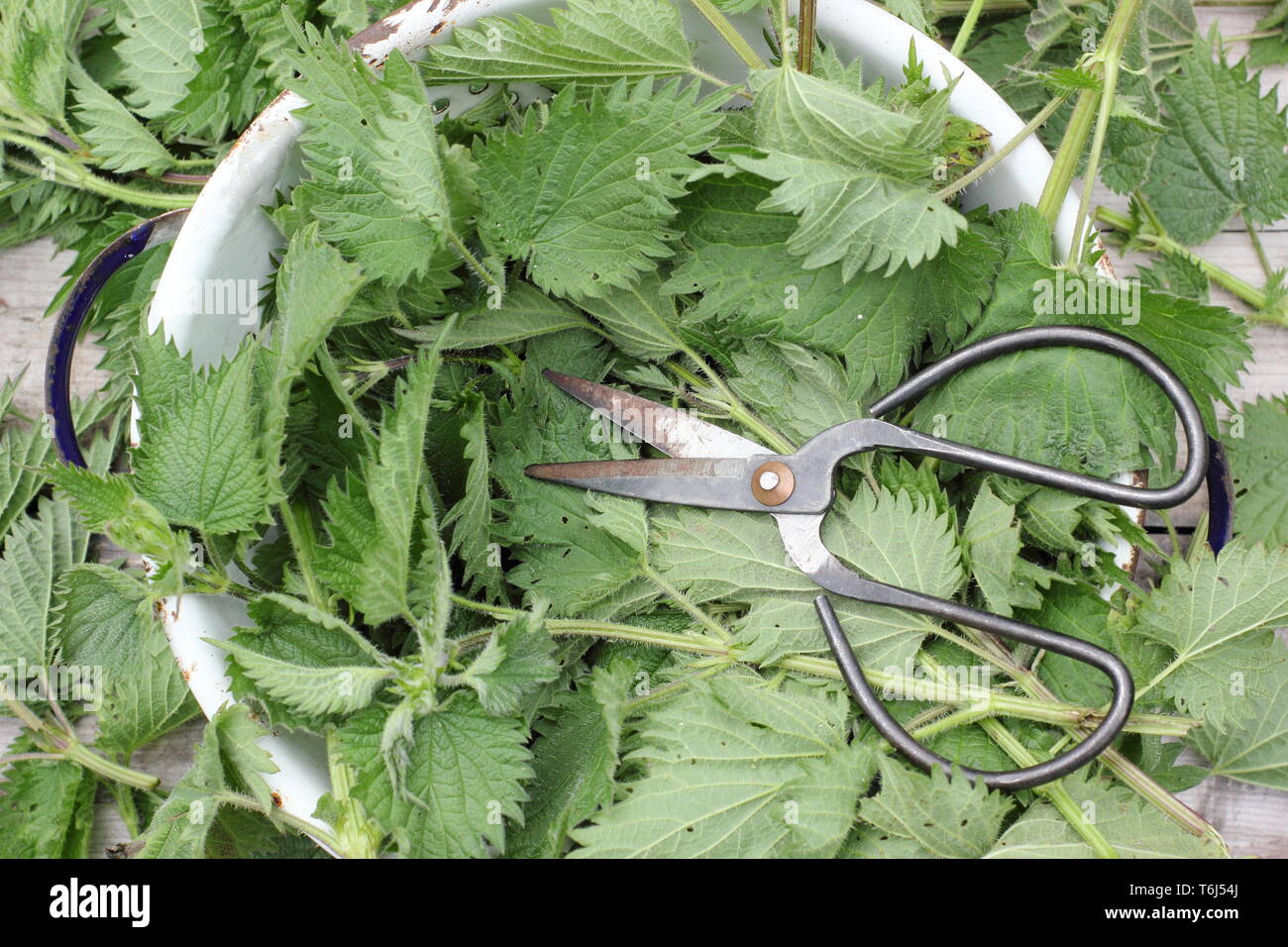 Urtica dioica. Freshly gathered stinging nettles in metal colander for ...