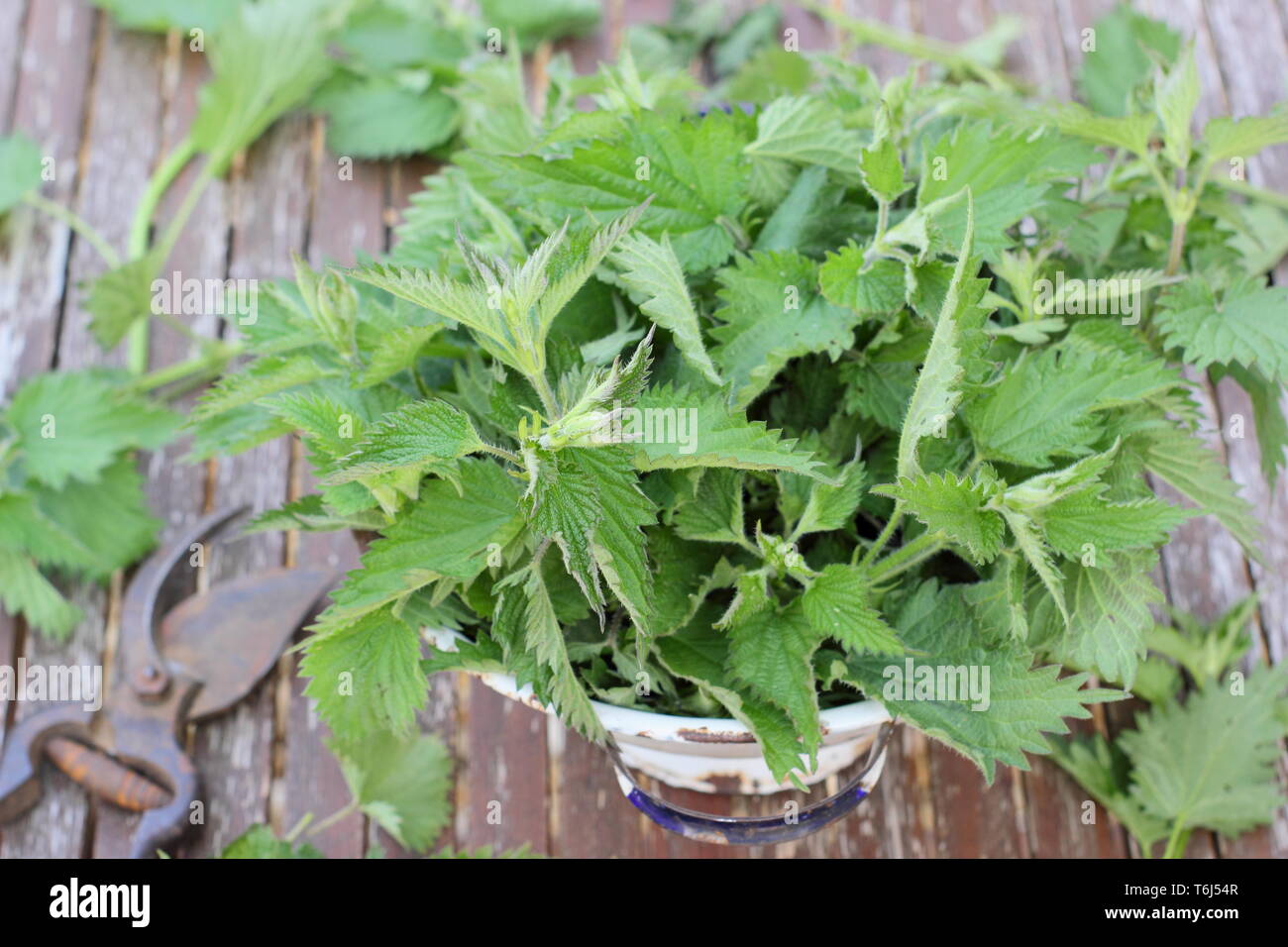 Making nettle fertiliser hi-res stock photography and images - Alamy