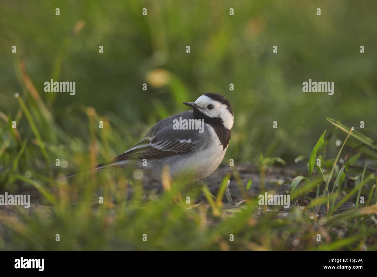 White Wagtail, Motacilla alba, Northern Germany Stock Photo - Alamy