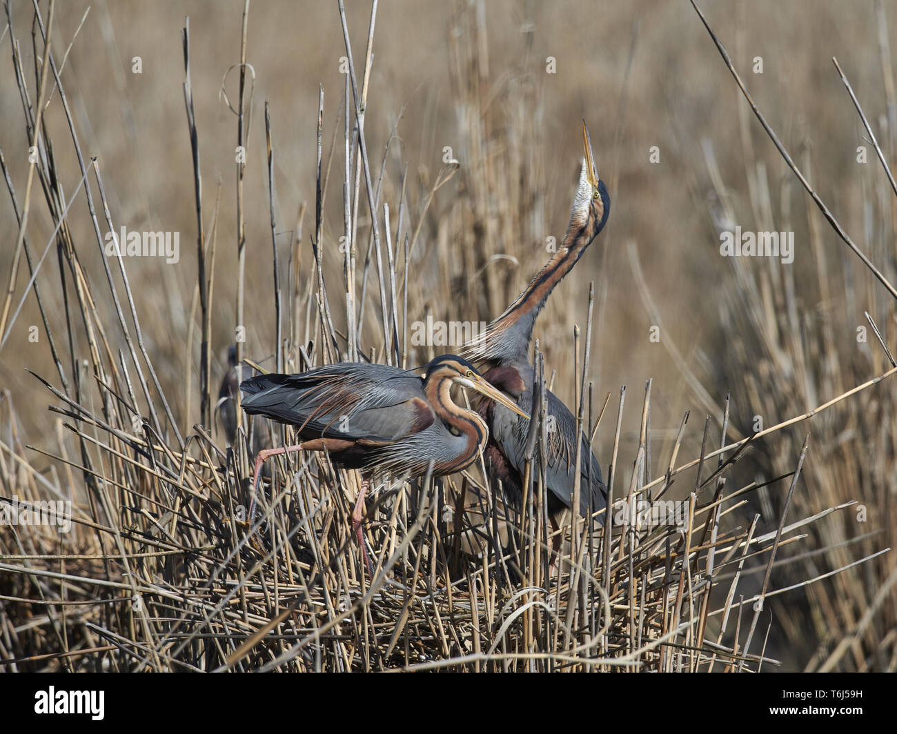 Purple Heron, Ardea purpurea, in hungary, europe Stock Photo - Alamy