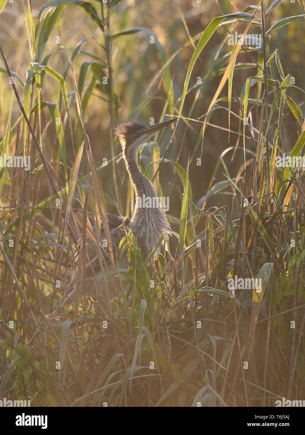Purple Heron, Ardea purpurea, in hungary, europe Stock Photo - Alamy